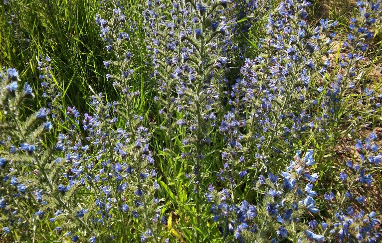 COSCA - Counselling and Psychotherapy in Scotland